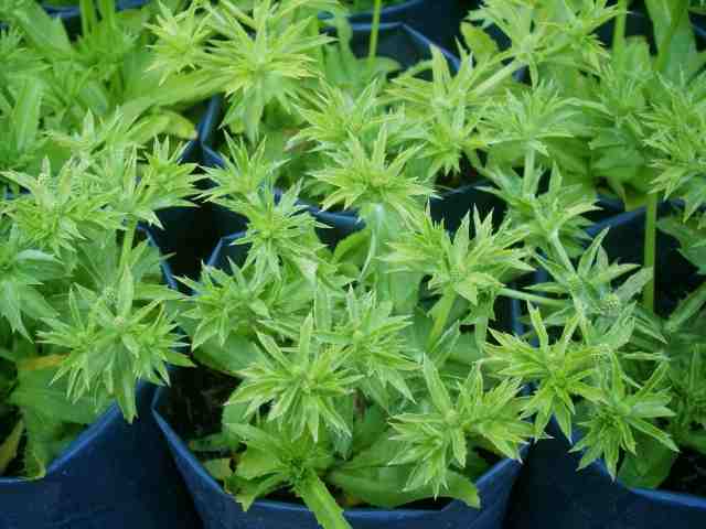 AgroNegocios: El Culantro Coyote,Cilantro Ancho (Eryngium Foetidum ...