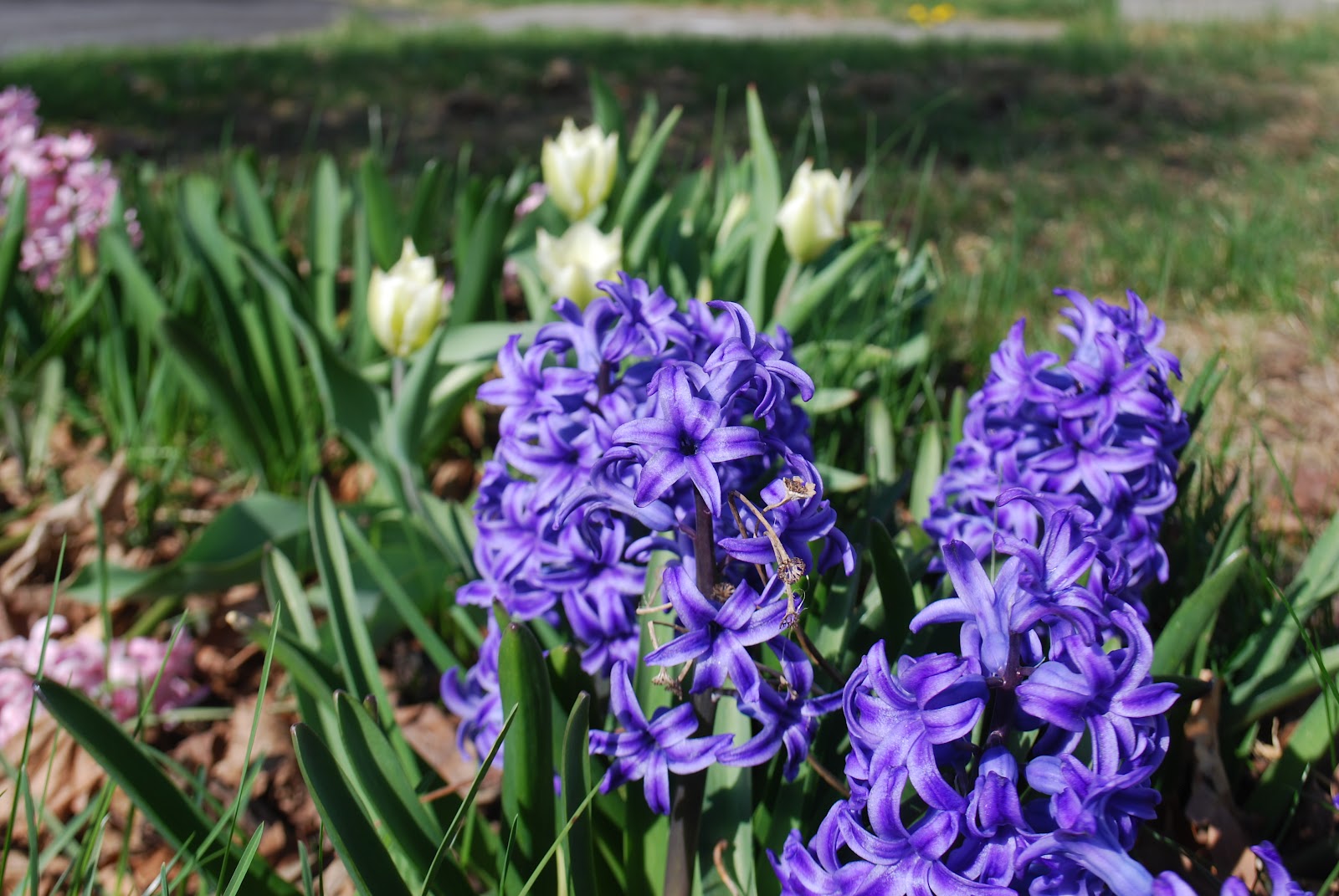 3 Jardins au Québec: Le printemps en photos