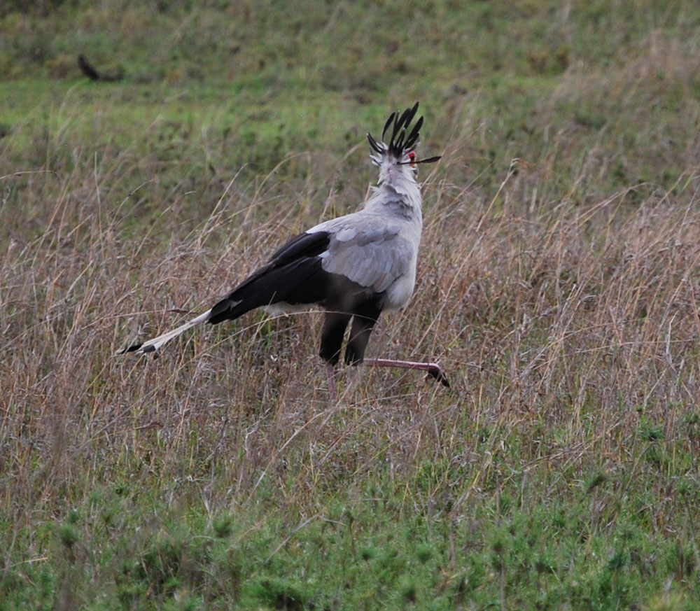 Footloose with Diana: Ground birds