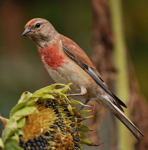 PARDILLO: PARDILLO = CAMACHO = JAMÁS