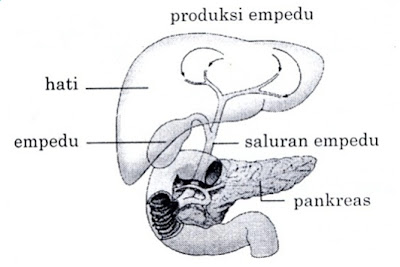 Beragam Penyakit pada Sistem Ekskresi Manusia - Tips Sehat Keluarga Bunda