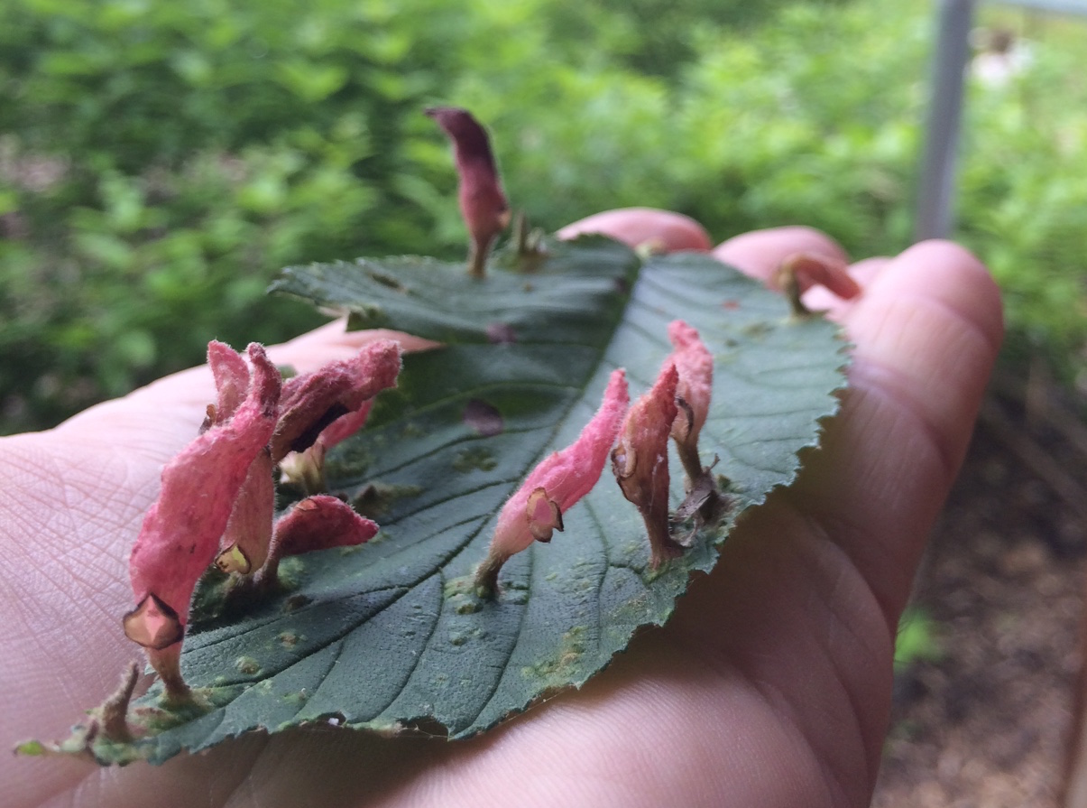 Springfield Plateau: Elm Leaf Finger Galls