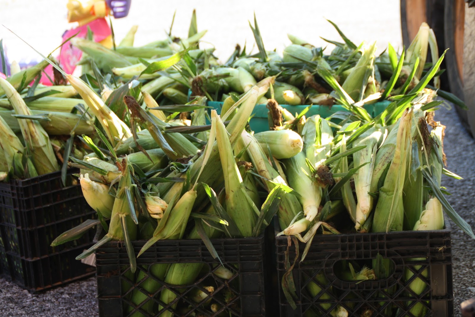 Real Life: Corn day ...