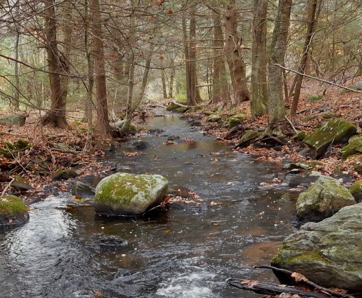 Ralph's Fly Box: Brook Trout, Briar Creek & Memories