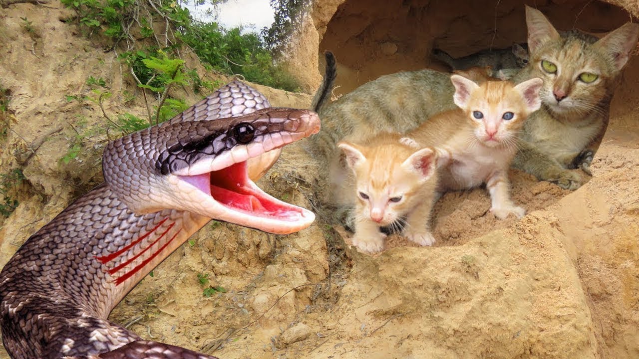 Primitive Boys Saves Family Cats From Python Attack