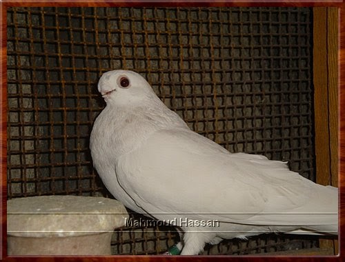Pigeons for sale: Short beak Safi Pigeon