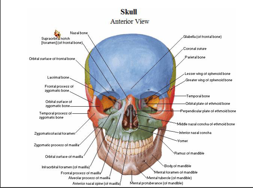 tıp notları: Anatomi