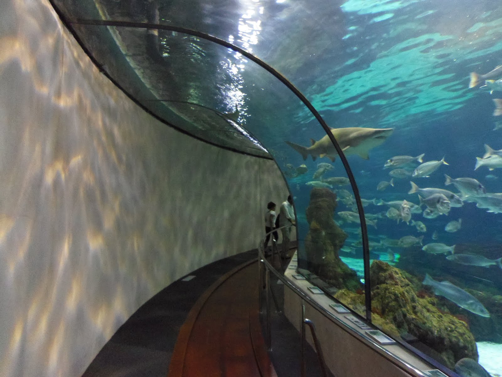 littleblackfox: A l'aquari