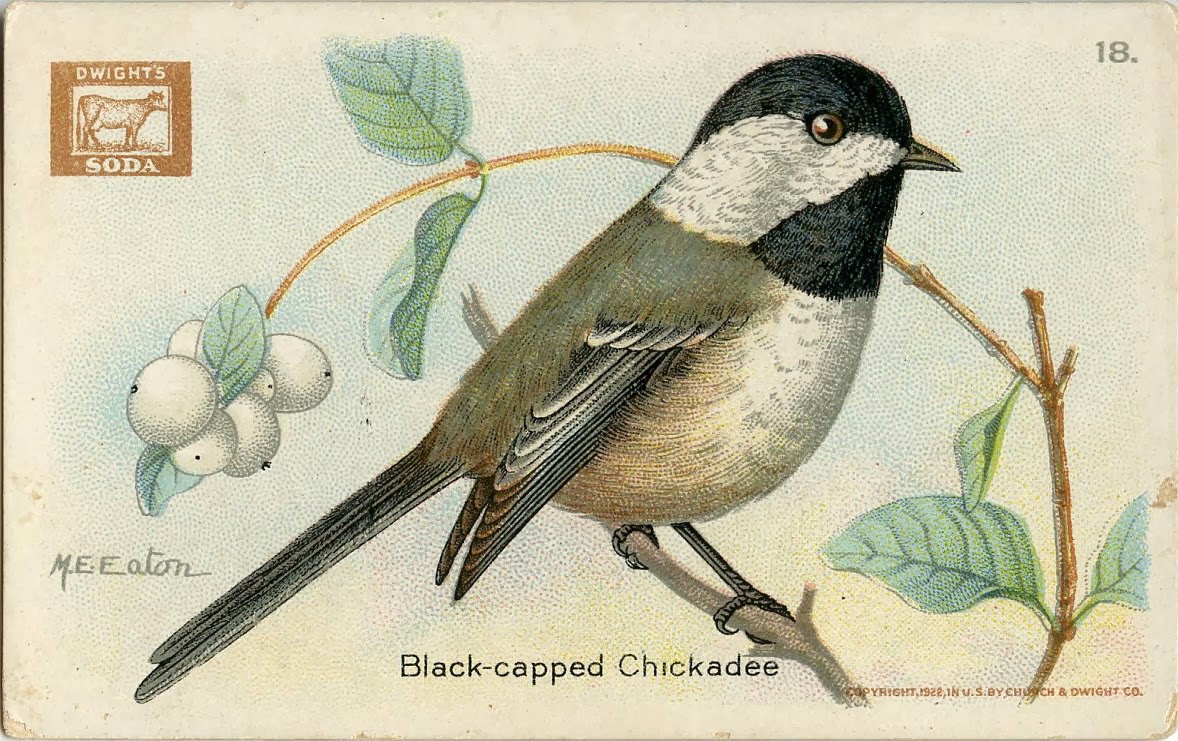 State Library of Massachusetts: State Bird Collection