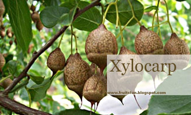 Ever Fresh Fruits: February 2016