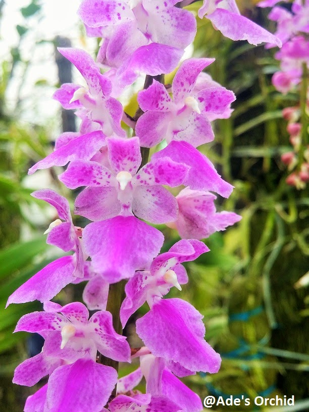 Ade's Orchid: Aerides rosea