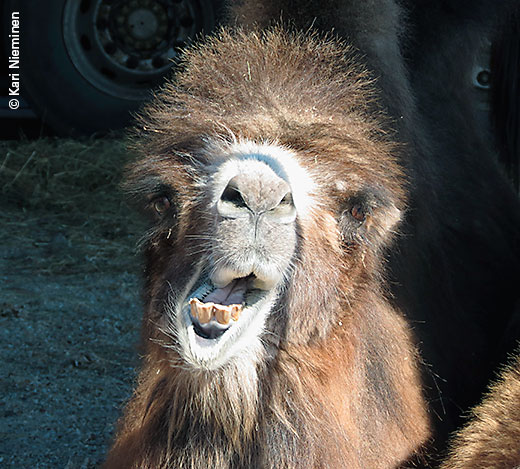 Sirkusteltta: Kamelit