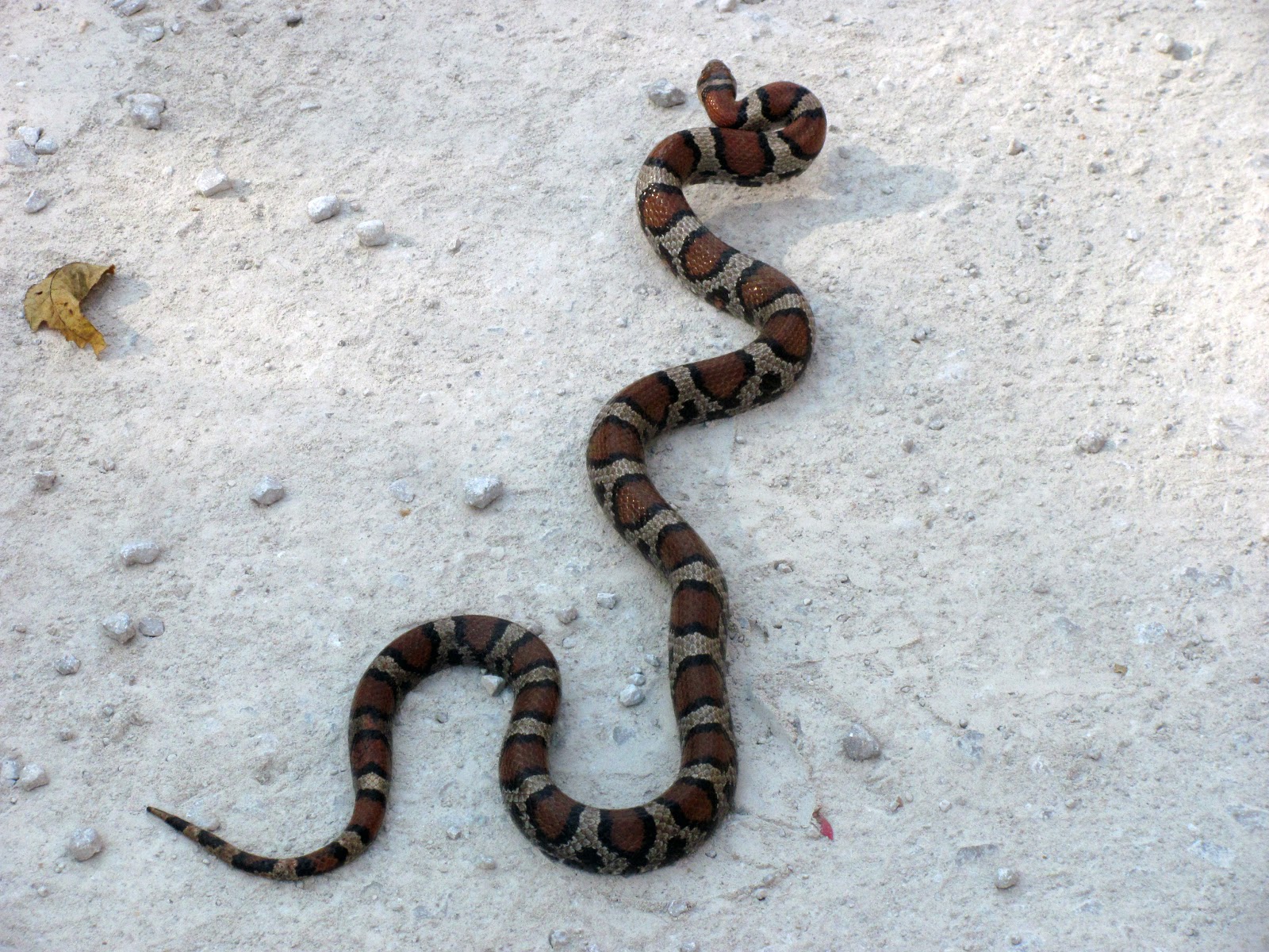 curving back: stretched out on the road