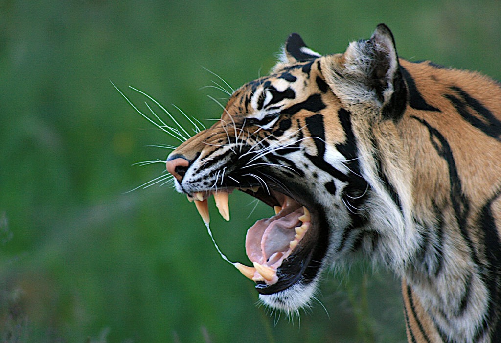 Un Mundo en Paz: El maravilloso mundo animal