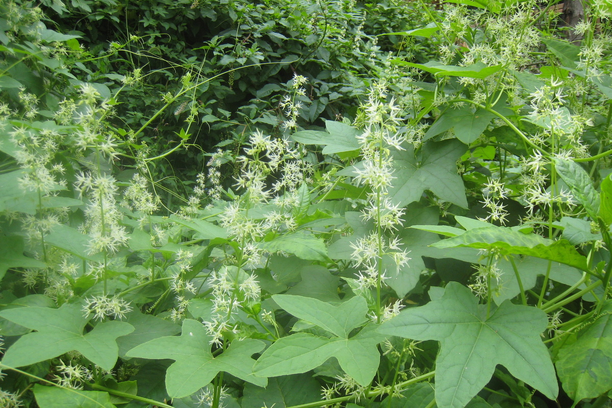 Maynard Life Outdoors and Hidden History of Maynard: Wild Cucumber ...