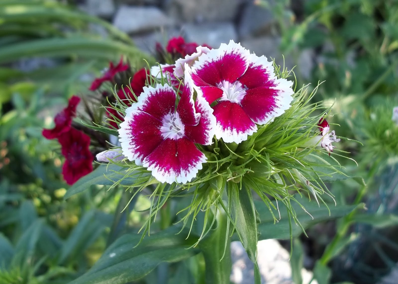 O Canteiro da Mimi: Dianthus Barbatus