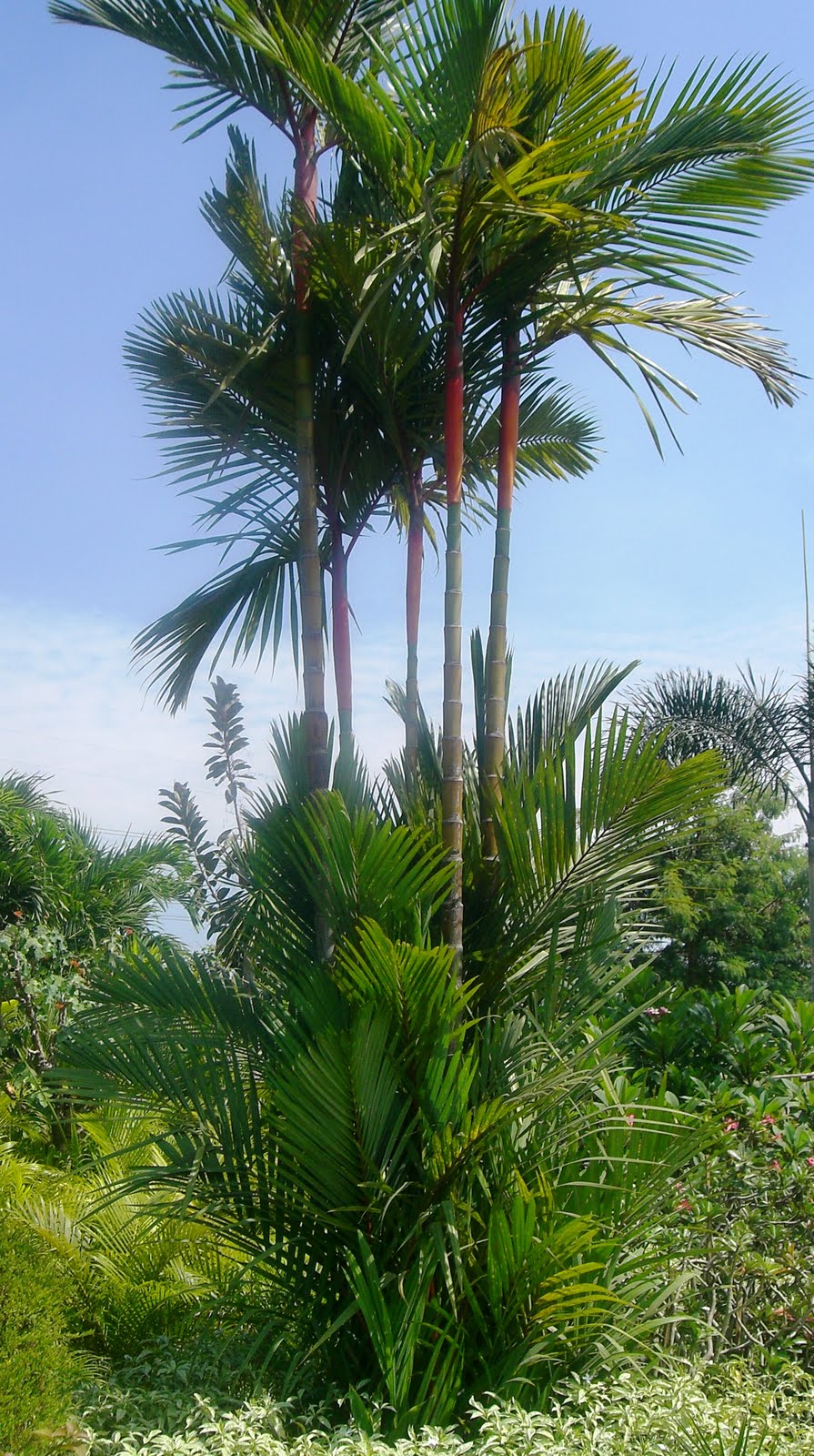 JENIS TANAMAN HIAS - roempoen bamboe landscape