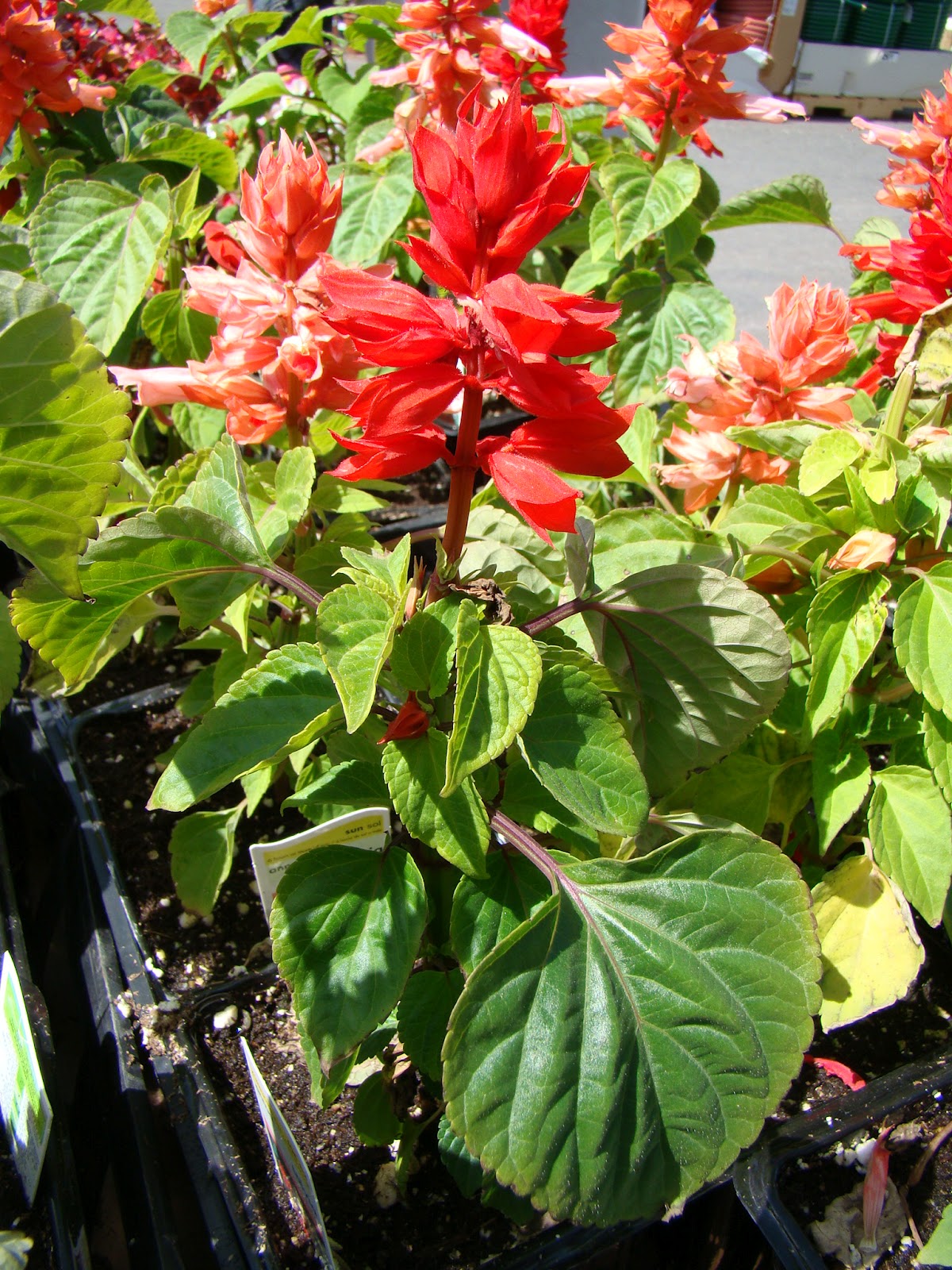 Leaves of Plants: Red Salvia