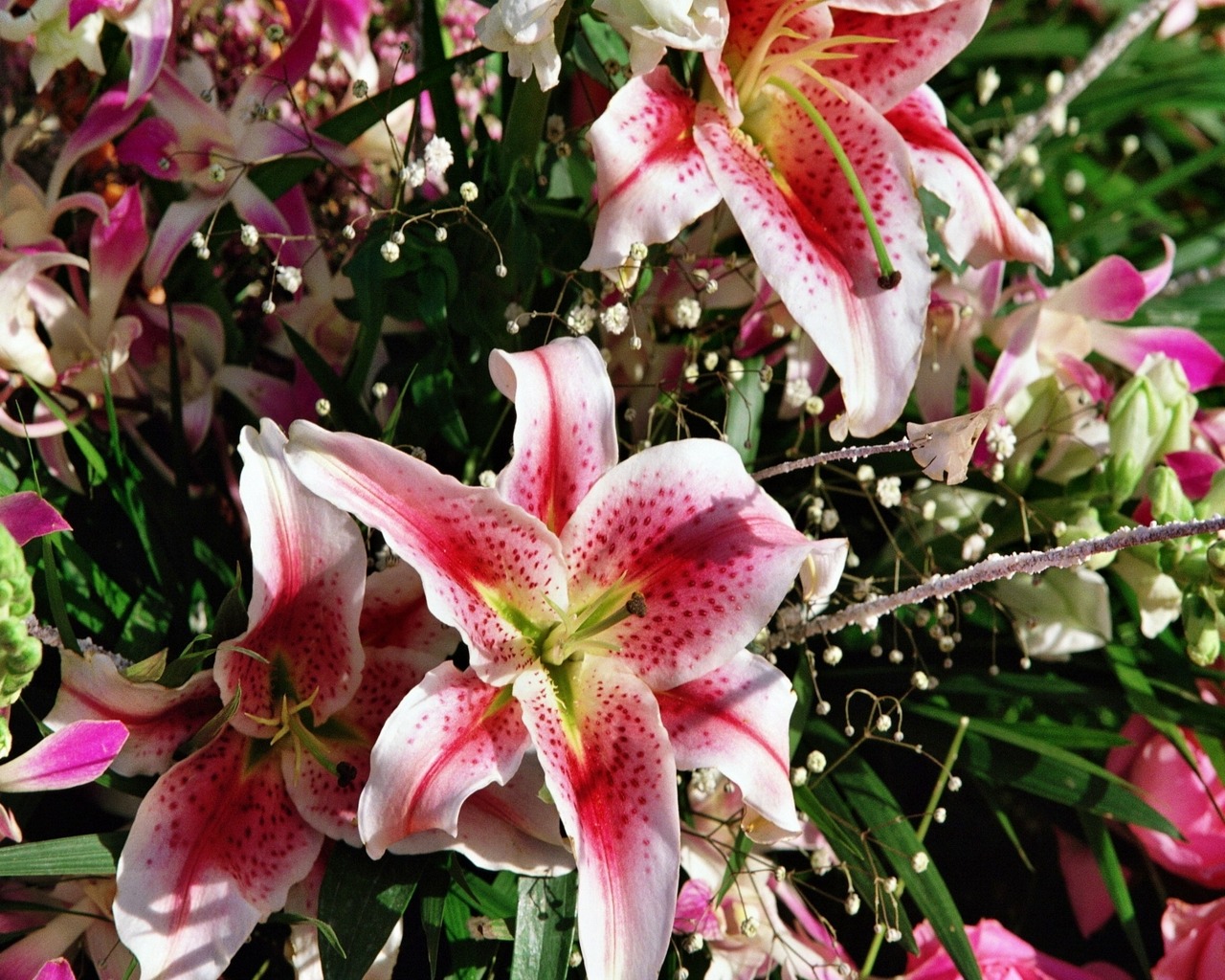 Wallpaper India: 50 Eye Catching Flowers