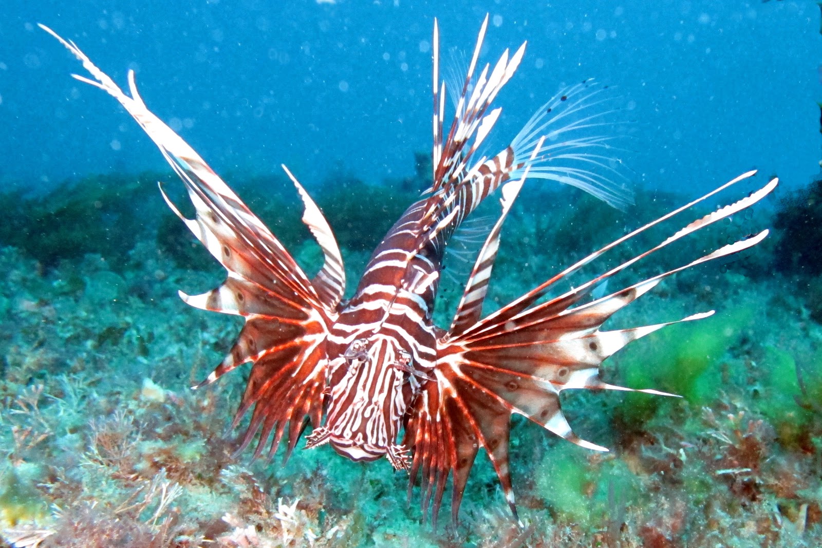BillsDiving: Red Firefish or Lionfish