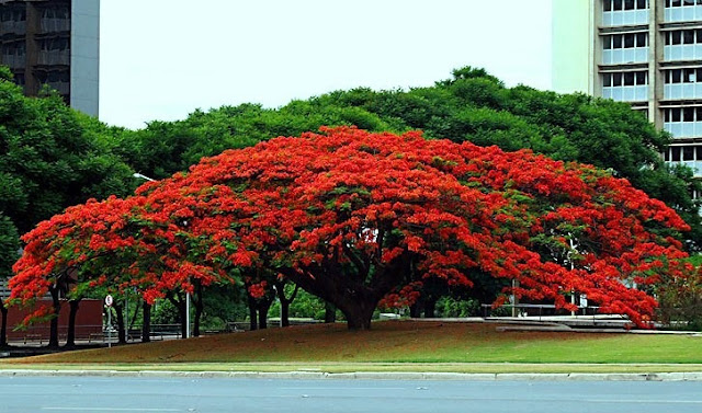 FLAMBOYANT: TUDO SOBRE ESSA LINDA ÁRVORE. COMO PLANTAR E OUTRAS INFOS ...