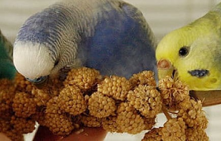 Los 20 Mejores Alimentos Para tu Perico !! ~ Una Mascota Por Dia
