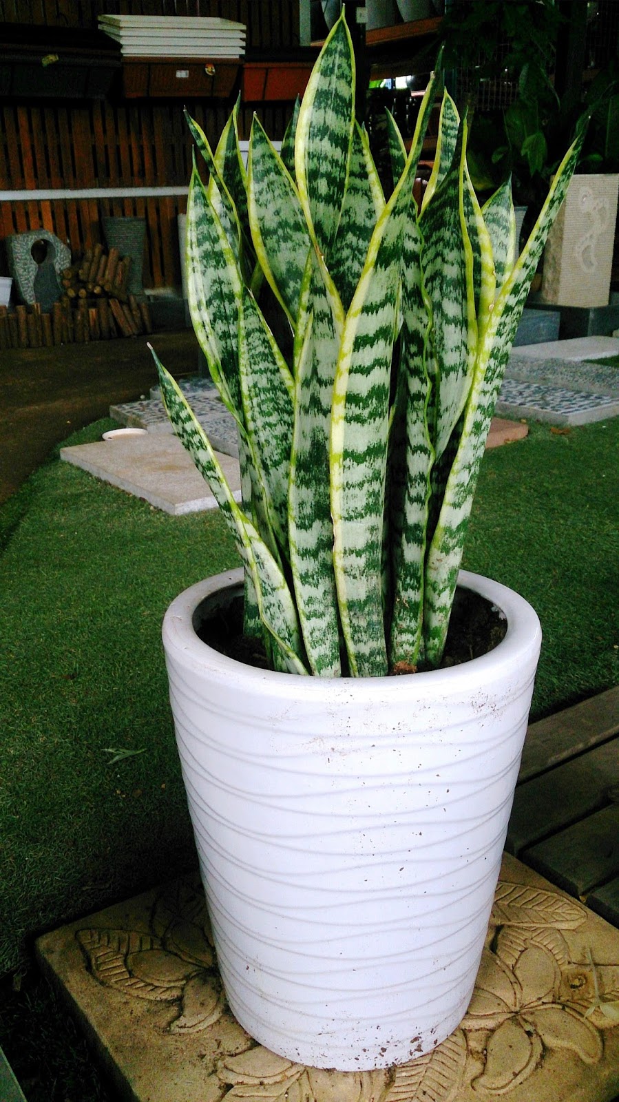 Pokloni mi cvet: Sansevieria trifasciata