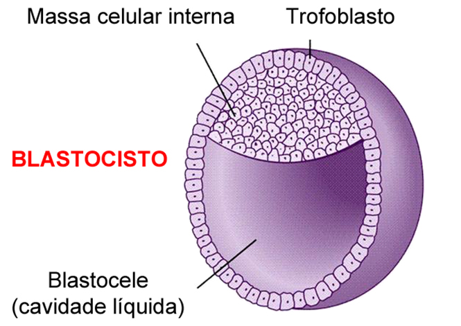 Por dentro do Mundo das Células: Blastocisto