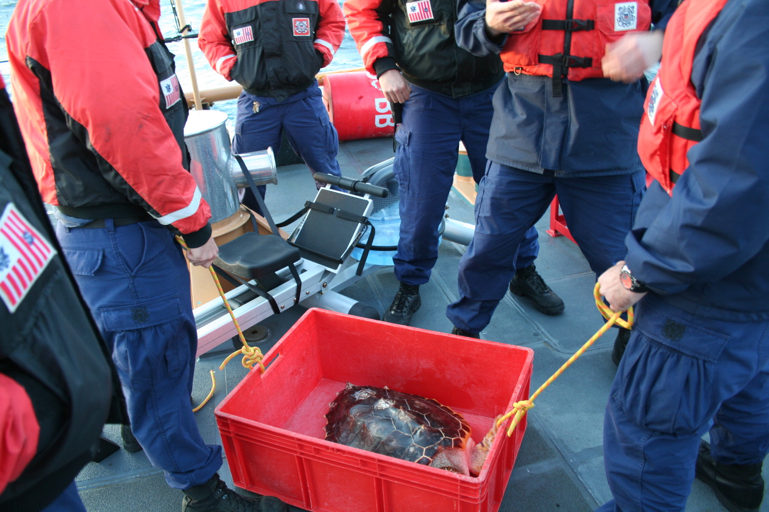 Sea Turtle Hospital: South Carolina Aquarium's Sea Turtle Rescue ...