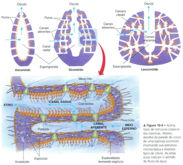 Grupo Pori-Feras: Filo Porífera