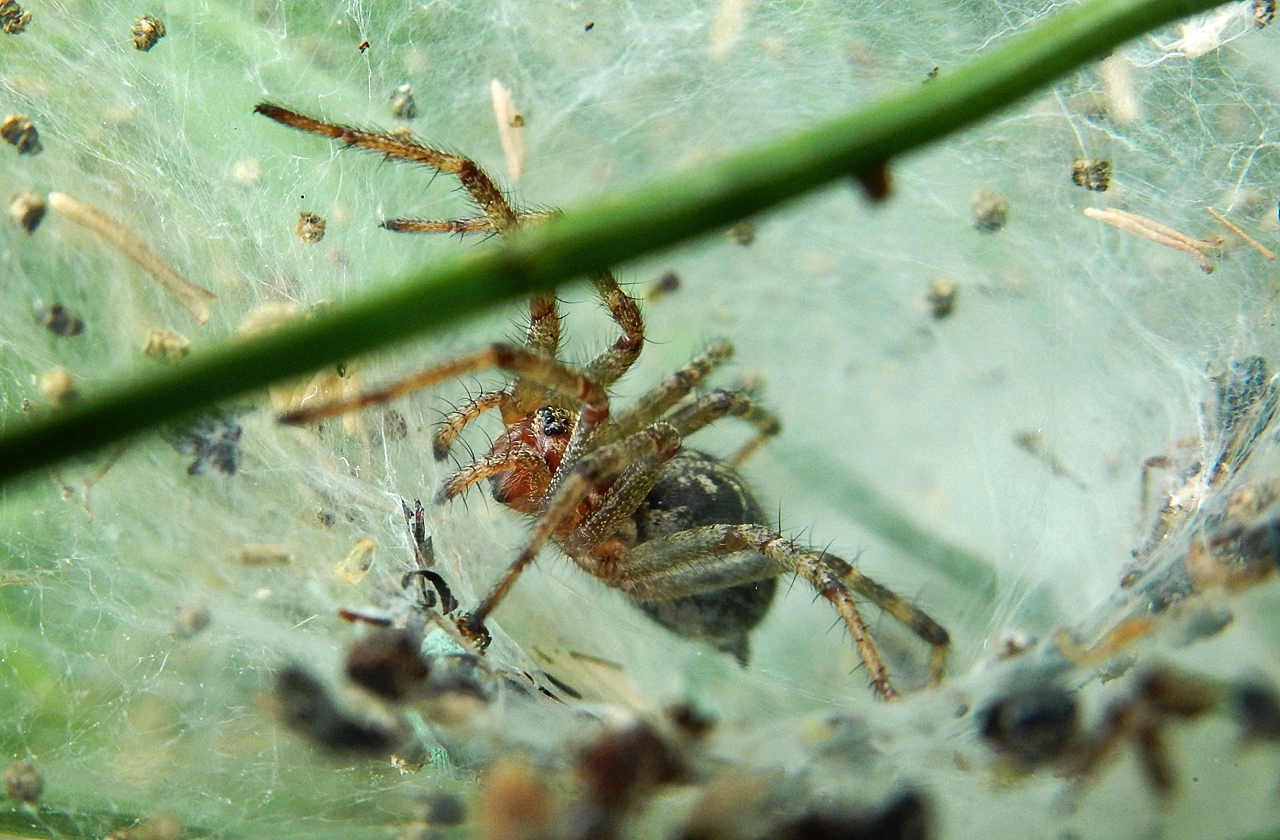 Jozef van der Heijden - Natuurfotografie: Gewone Doolhofspin, Trechterspin