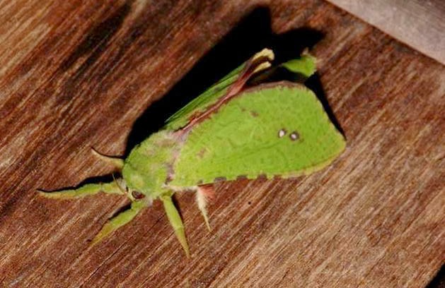 The Nature of Robertson: October 2013