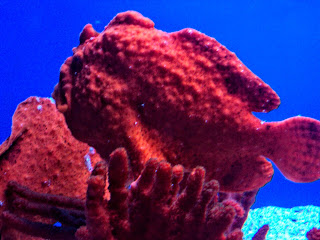 Ocean Center Video And Photos