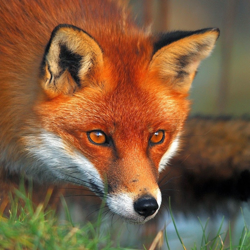 Foxecology: May 2014