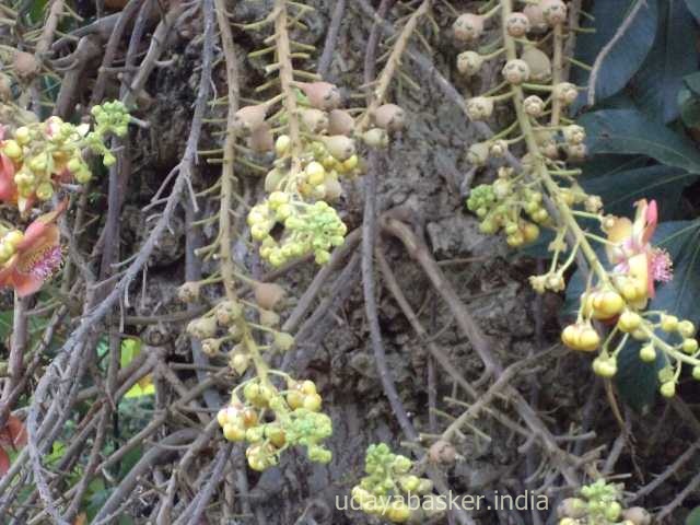Kakinada: Nagamalli tree and flowers