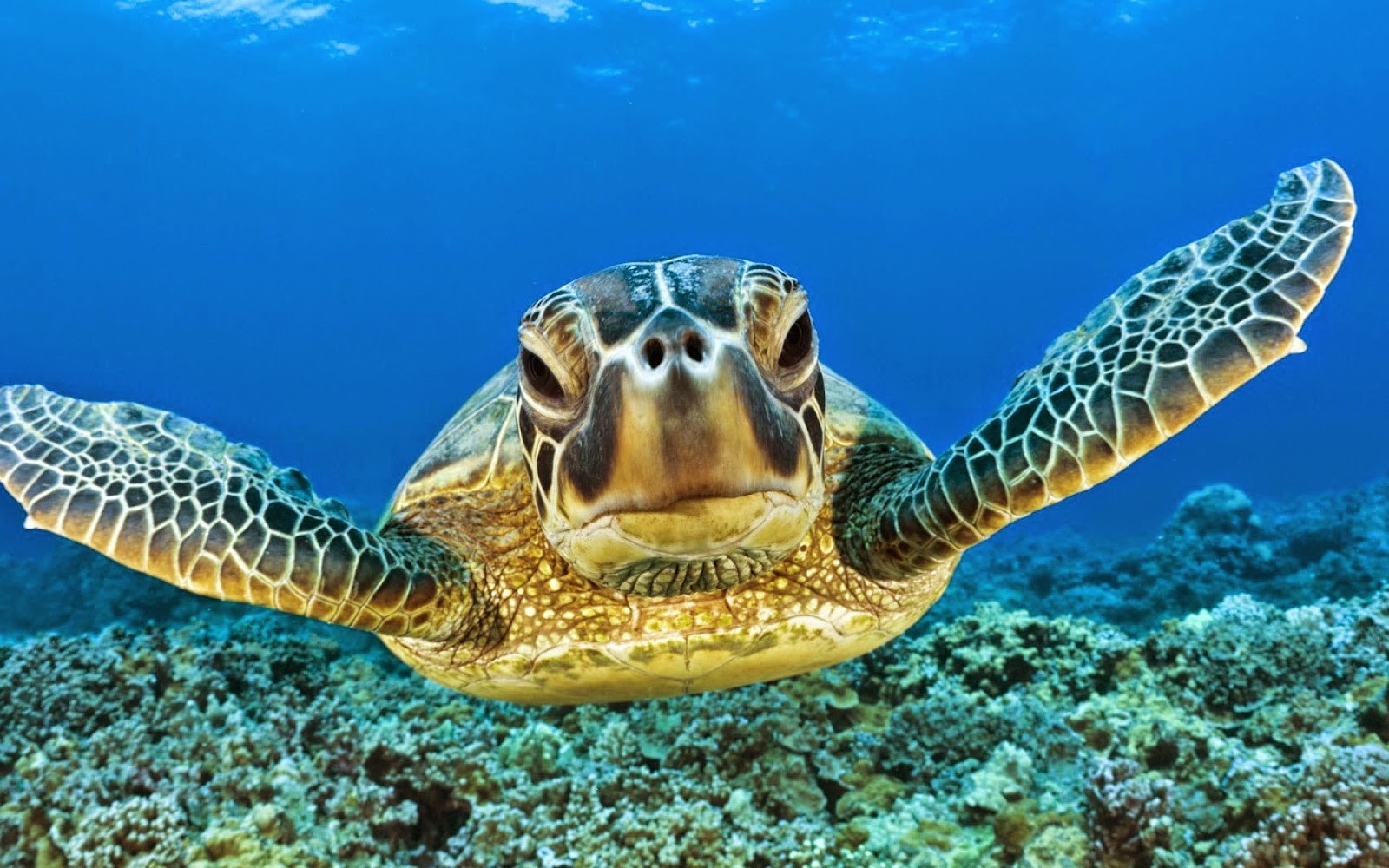 Sea Turtle - HD Wallpapers | Earth Blog