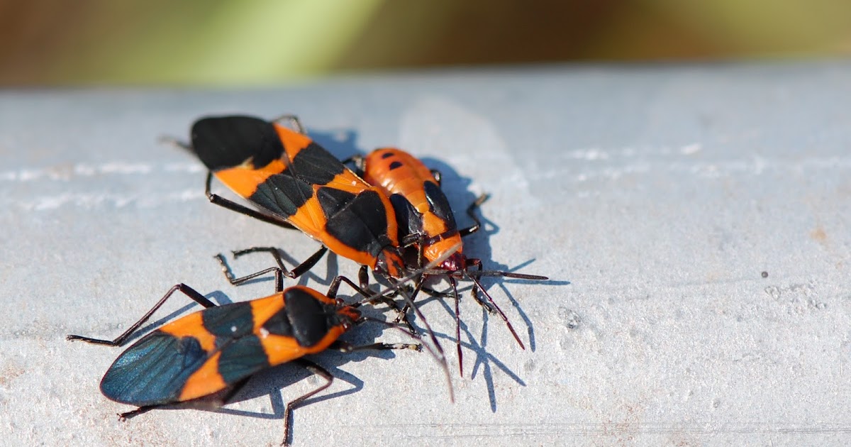 Urban Wildlife Guide: Milkweed Bugs