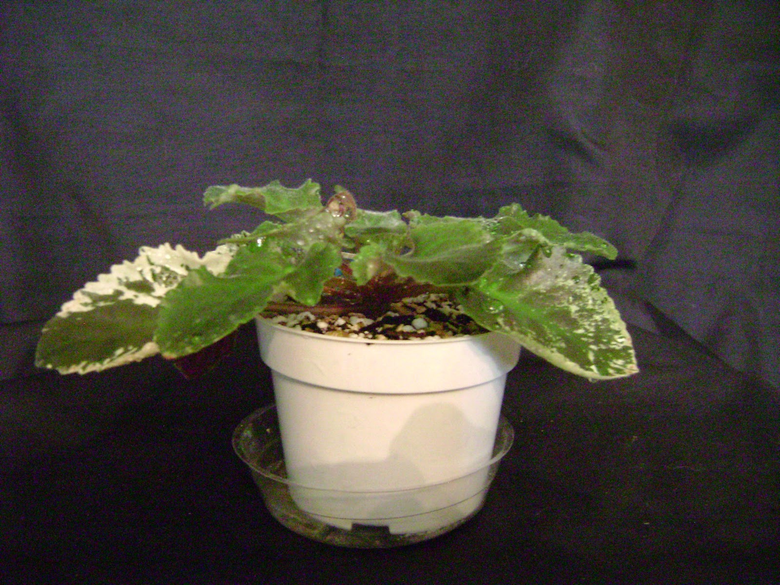 Houseplant Guru: African Violet Tree?