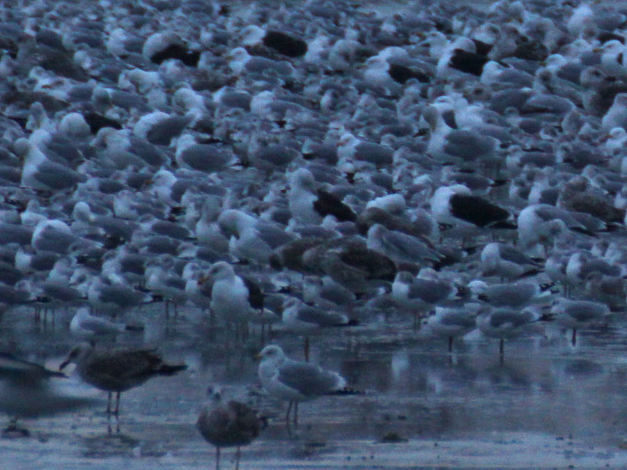 Tophill Low Nature Reserve: January 2013