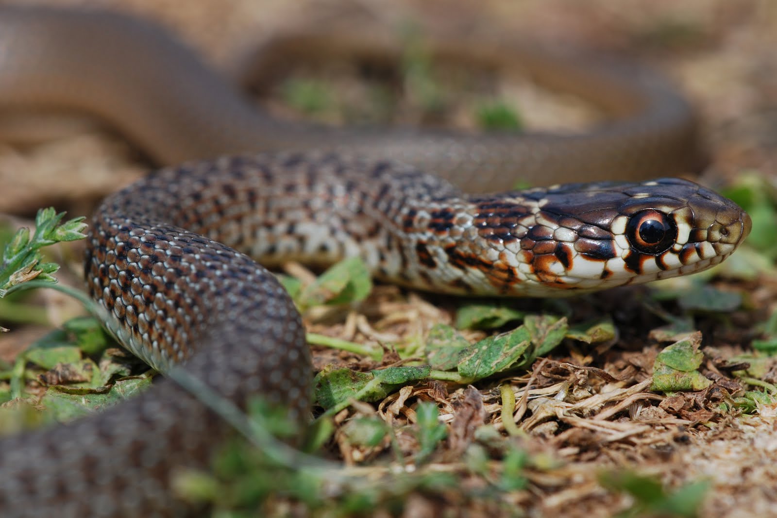 Yorkshire Field Herping and Wildlife Photography: Back To Snake Island ...