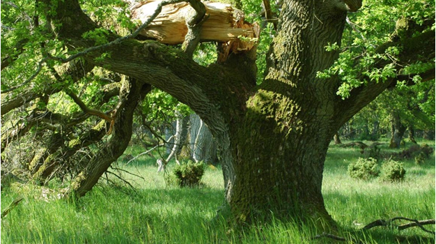 Why You Should Be a Part of Danish Untouched Forest?