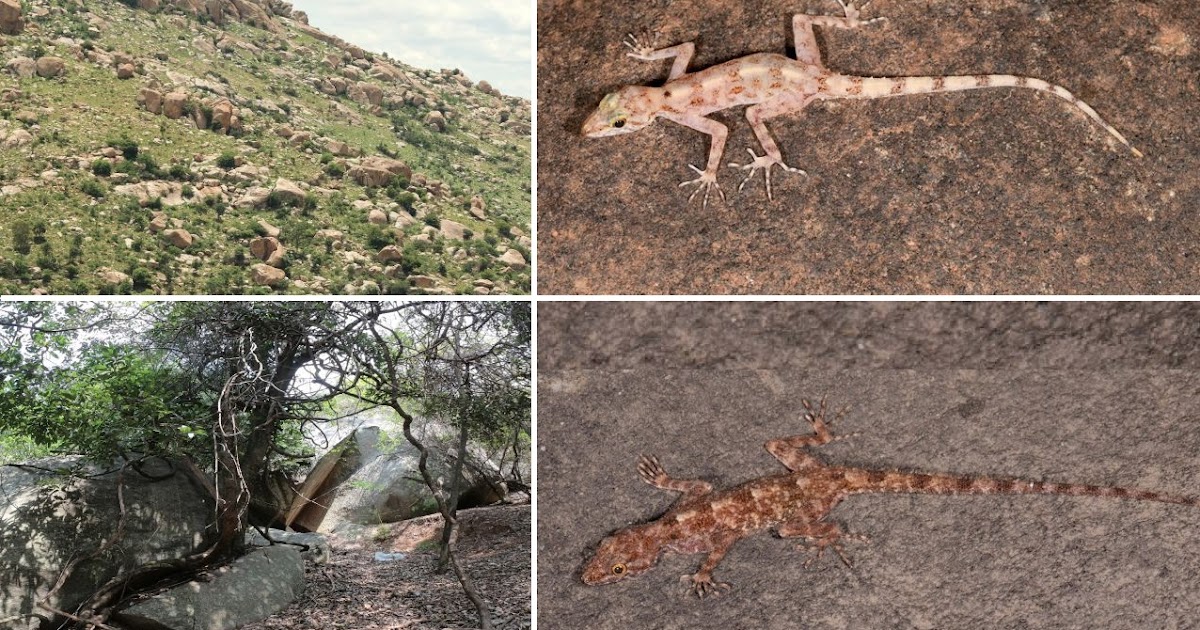 Species New to Science: [Herpetology • 2020] Granite Boulders Act As ...