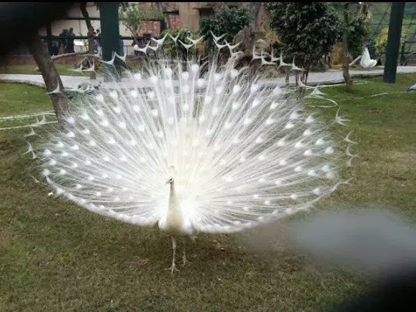 TELUGU WEB WORLD: RARE SPECIES - PURI VIPPINA NEMALI - THE WHITE PEACOCK