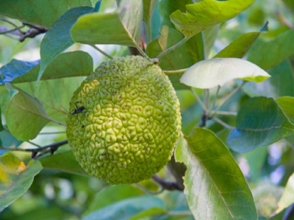 Guernsey Soil & Water Conservation District: Osage Orange (Maclura ...