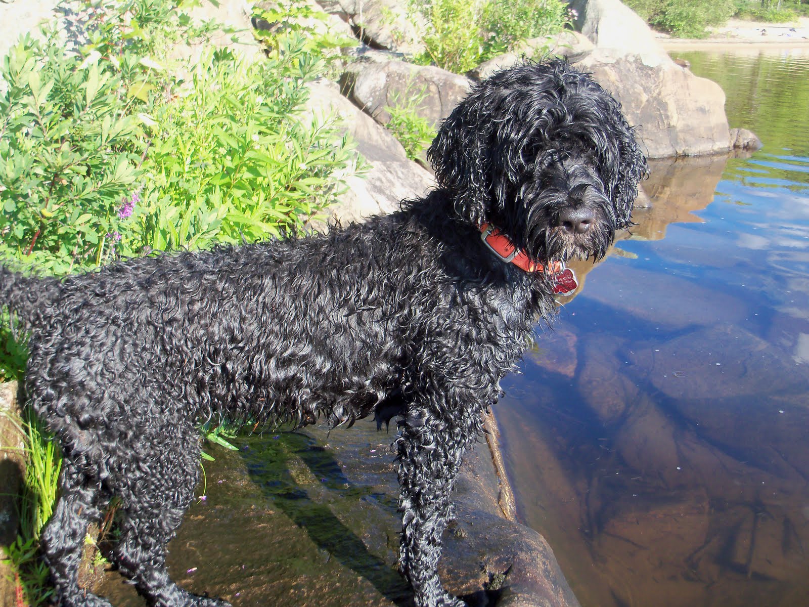 Willow Creek Waterdogs: 2011