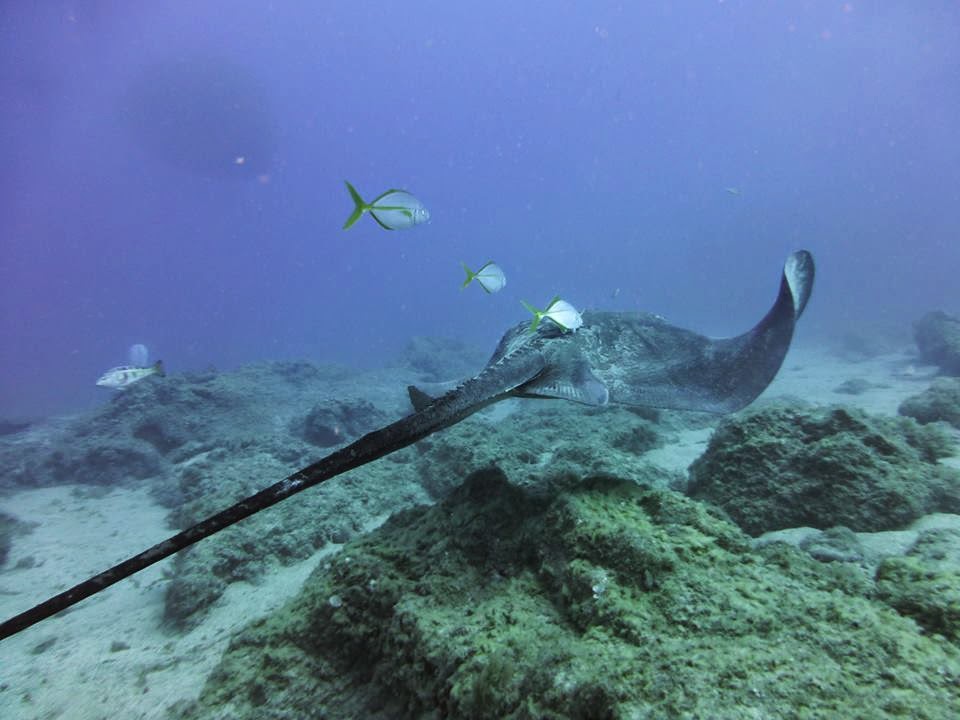 Canarian Sea: Runder Stechrochen – Taeniura grabata