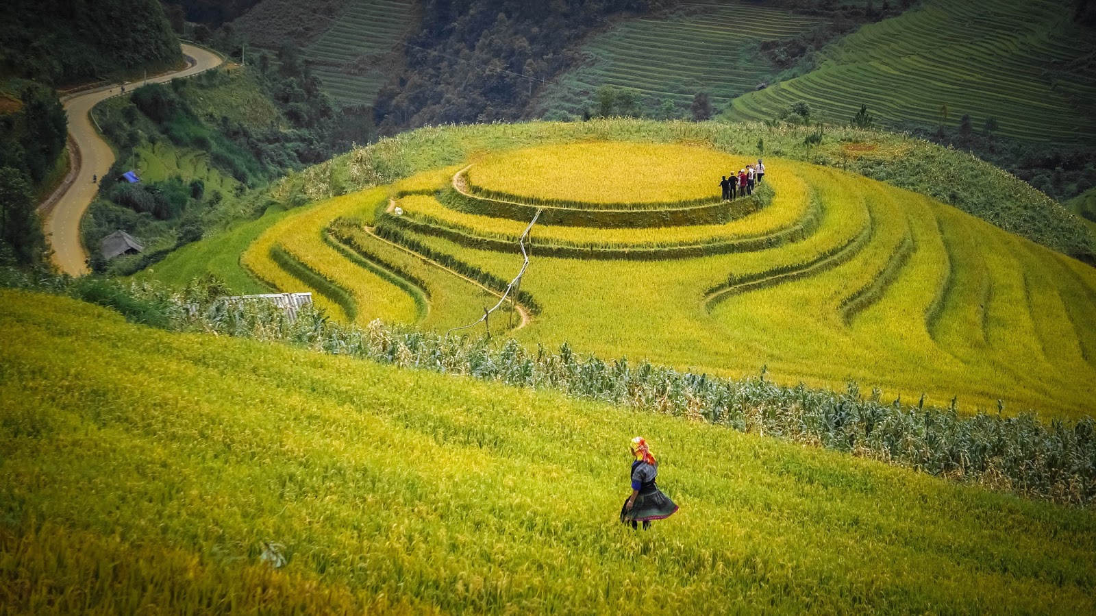 Vietnam closeup: U-Turn Shaped Rice Fields