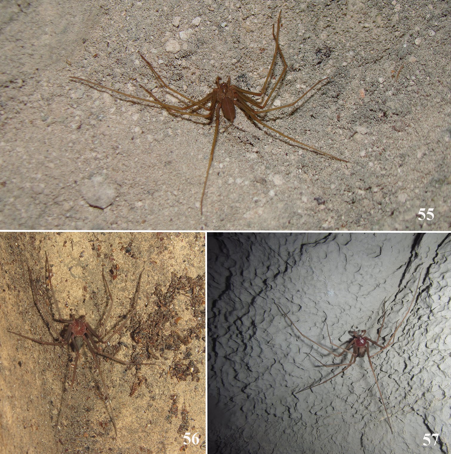 Species New to Science: [Arachnida • 2018] Four New Troglophilic ...