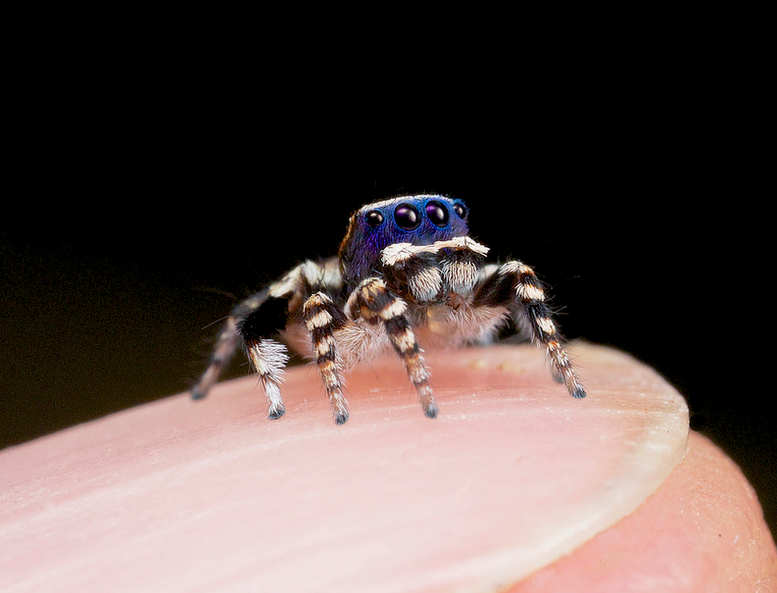 misja - mixture: Pauwspin