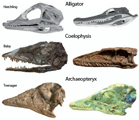 El Blog de Las Hoyas: De pollos y heterocronía ...